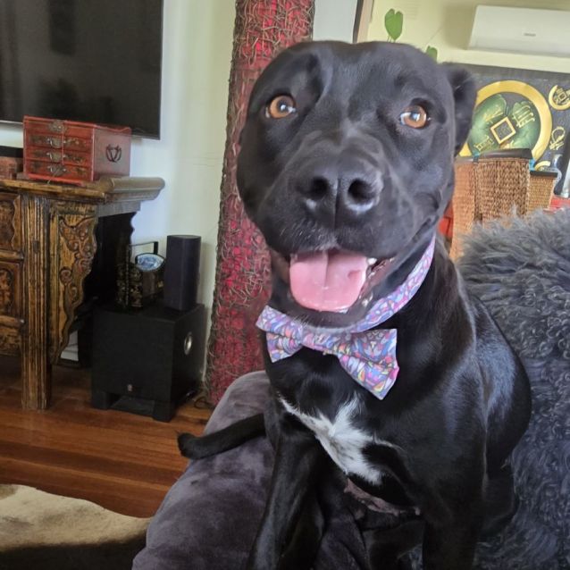 Muirisc - Medium Female Staffy Mix Dog in VIC - PetRescue