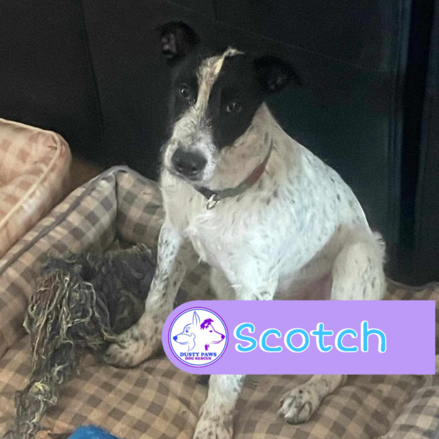 Scotch - Medium Male Australian Cattle Dog Dog in SA - PetRescue