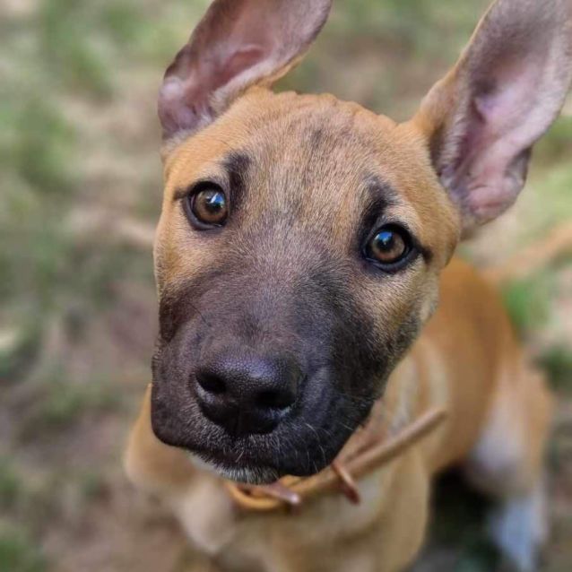 Ohio - Large Female Kelpie x German Shepherd Mix Dog in VIC - PetRescue