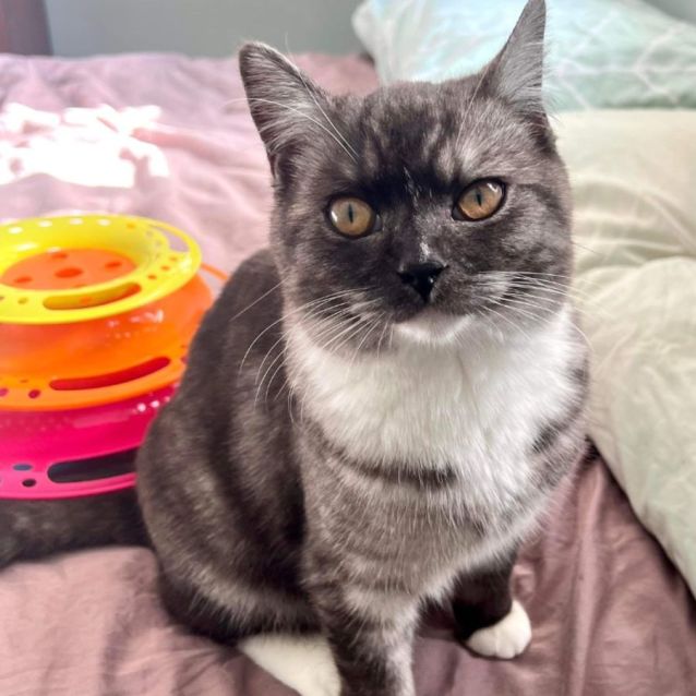 Snowdrop - Female British Shorthair Cat in QLD - PetRescue