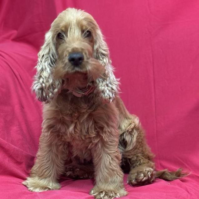 Sandy - Medium Female Cocker Spaniel Dog in QLD - PetRescue