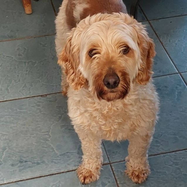 Cheryl - Medium Female Golden Retriever Mix Dog in NSW - PetRescue