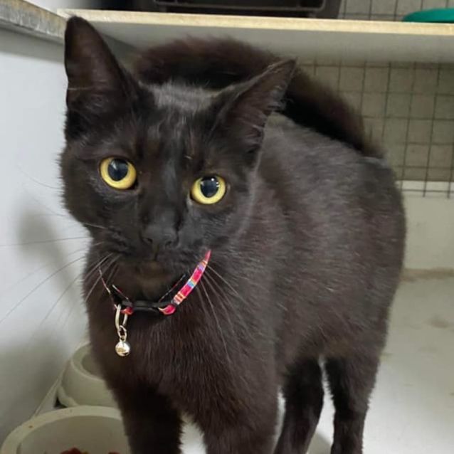 Jinx - Female Domestic Short Hair Cat in NSW - PetRescue