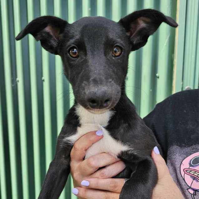 Leo - Medium Male Whippet Mix Dog in NSW - PetRescue