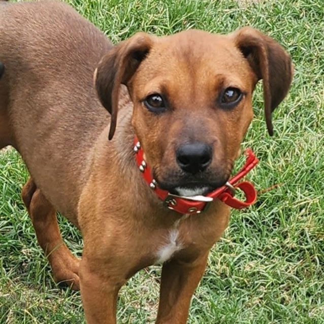Elsie - Medium Female German Pinscher Mix Dog in NSW - PetRescue