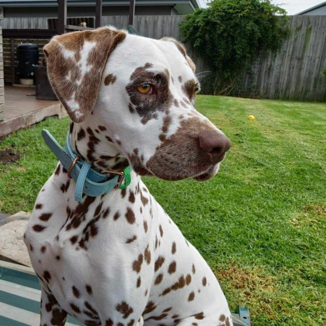Ubu - Medium Female Dalmatian Dog in VIC - PetRescue