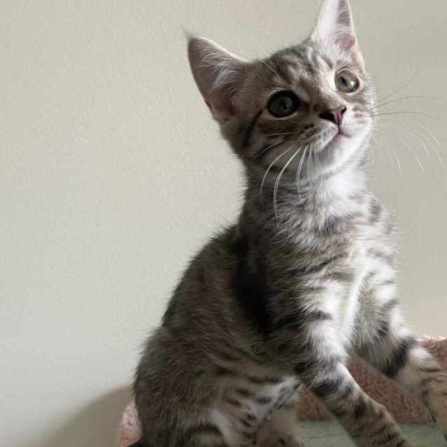 Brussel Sprout - Located in Northcote - Female Domestic Short Hair (DSH ...