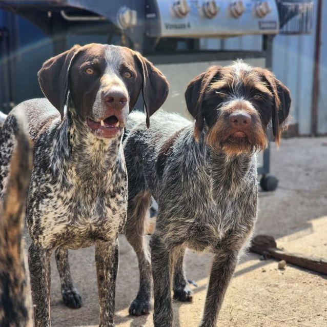 Nina - Medium Female German Wirehaired Pointer Mix Dog in VIC - PetRescue