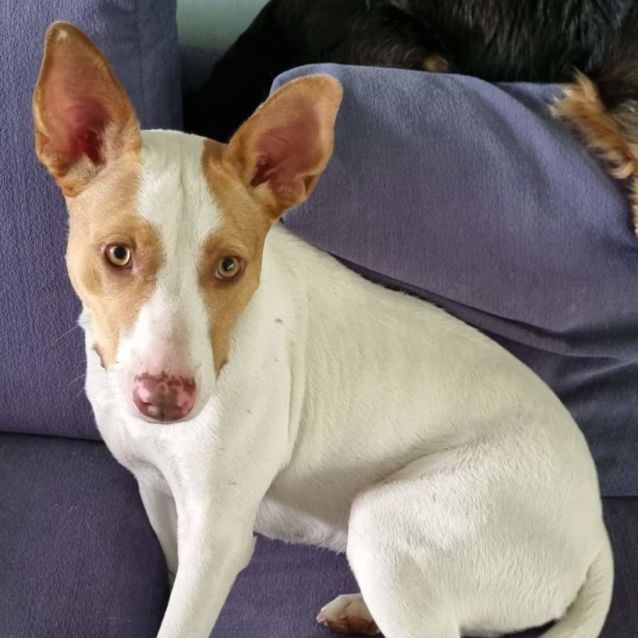 Tom Riddle - Medium Male Bull Terrier x Jack Russell Terrier Mix Dog in VIC - PetRescue