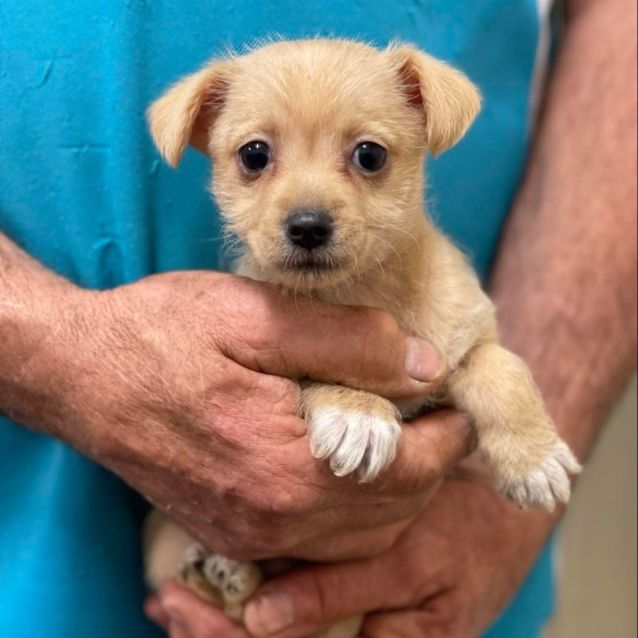 Avril - Small Female Terrier Mix Dog in QLD - PetRescue