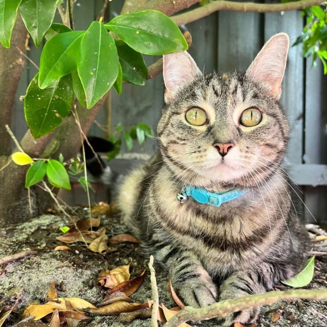 Toru - Female Domestic Short Hair Cat in VIC - PetRescue
