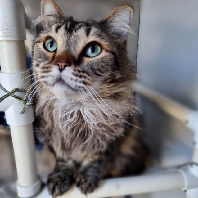 Barry - Male Persian Mix Cat in NSW - PetRescue