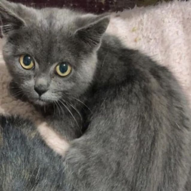 Smudge - Female Domestic Short Hair Cat in VIC - PetRescue