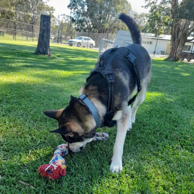 Duke - Medium Male Siberian Husky Mix Dog in NSW - PetRescue