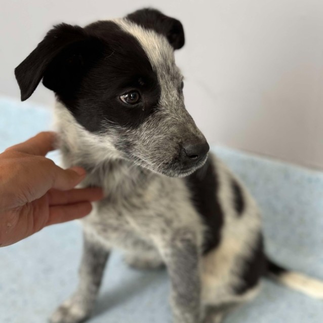Boggle - Medium Female Border Collie x Australian Kelpie Mix Dog in VIC ...