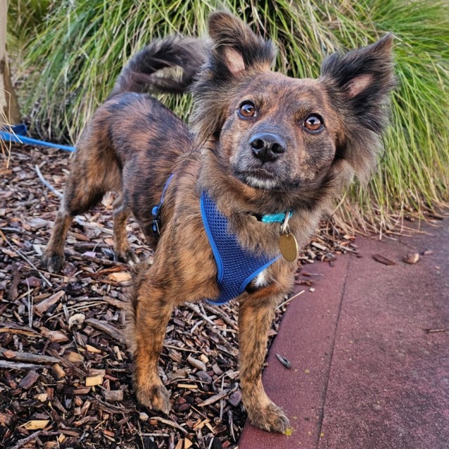 Scamper - Small Male Jack Russell Terrier Mix Dog in VIC - PetRescue