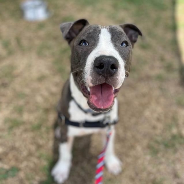 Karma - Medium Female American Staffordshire Terrier Mix Dog in NSW ...