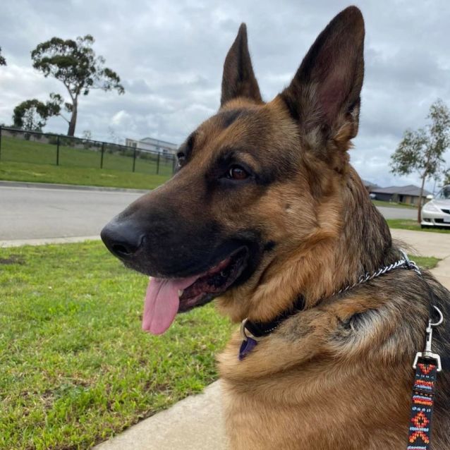 Archer - Large Male German Shepherd Dog in VIC - PetRescue