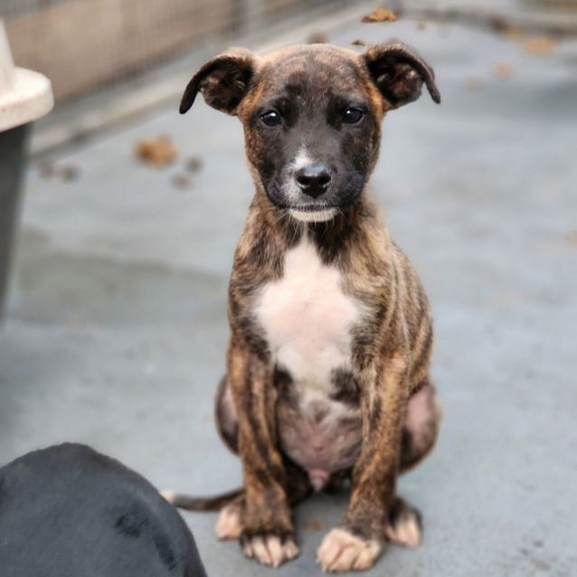 Riku - Medium Male Staffy Mix Dog in VIC - PetRescue