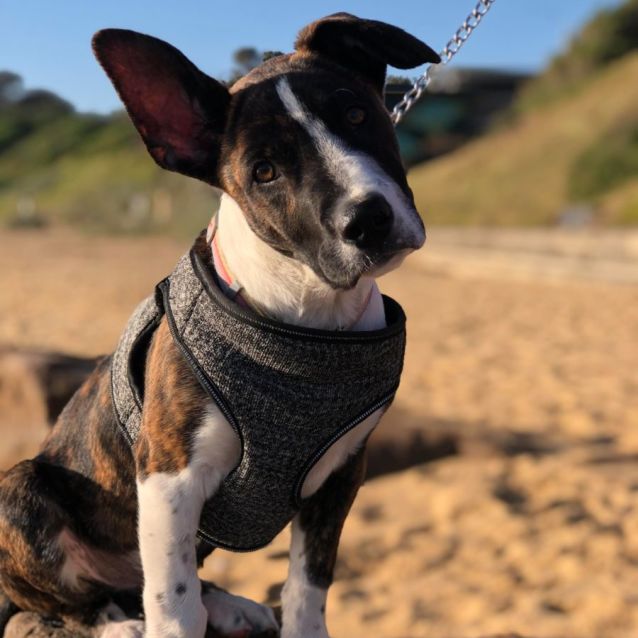 Arjay - Medium Male Red Heeler Mix Dog in VIC - PetRescue