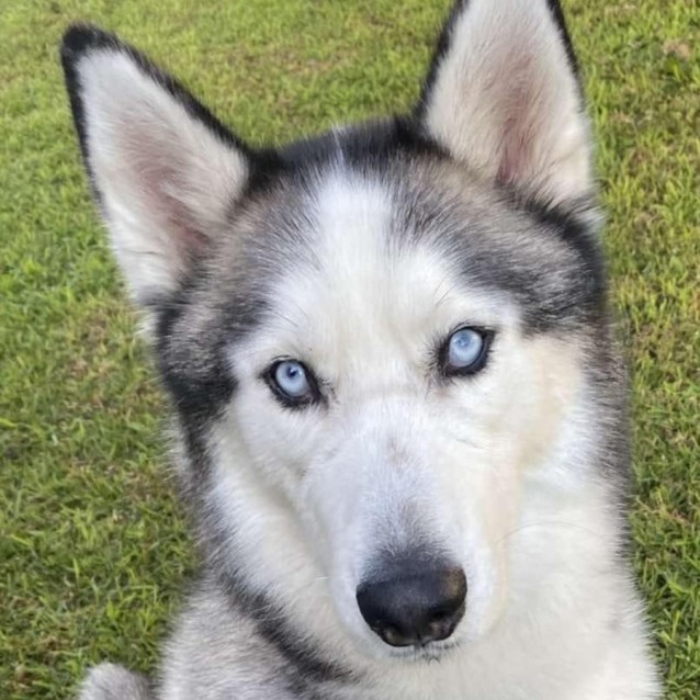 Albus Dumbledore - Large Male Siberian Husky Dog in VIC - PetRescue