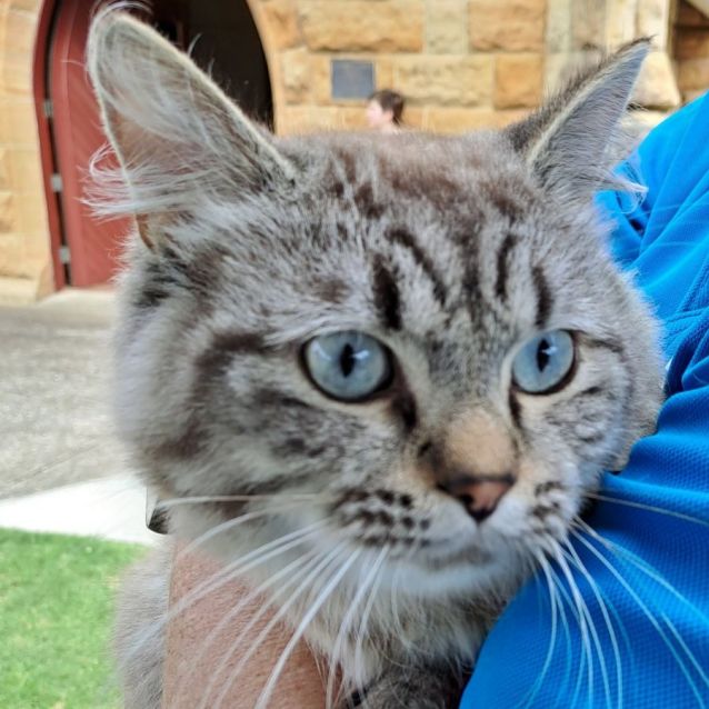 Pascale - Male Siamese x Ragdoll Mix Cat in QLD - PetRescue