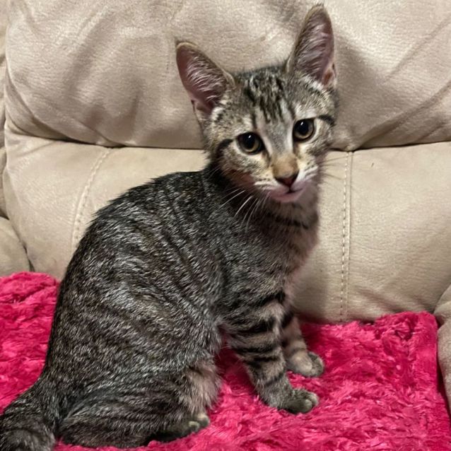 Bee - Female Domestic Short Hair x Ragdoll Mix Cat in VIC - PetRescue