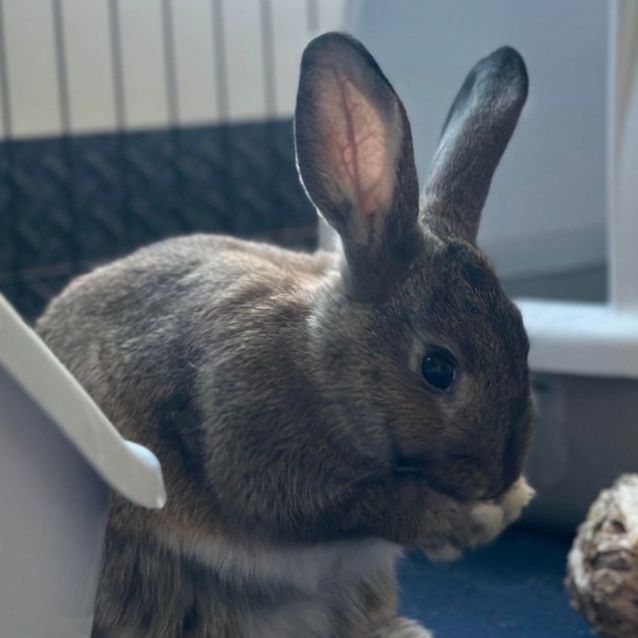 Wombat - Female Rabbit in VIC - PetRescue