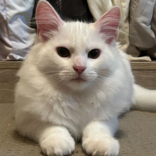 ☁️Cloud ☁️ (Located in Boronia) - Male Domestic Medium Hair Cat in VIC ...