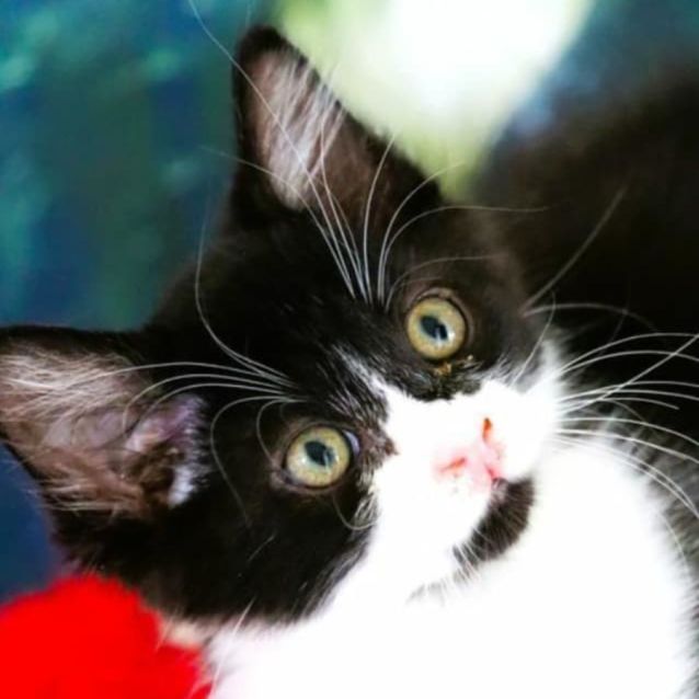 Biggles - Male Domestic Medium Hair Cat in NSW - PetRescue