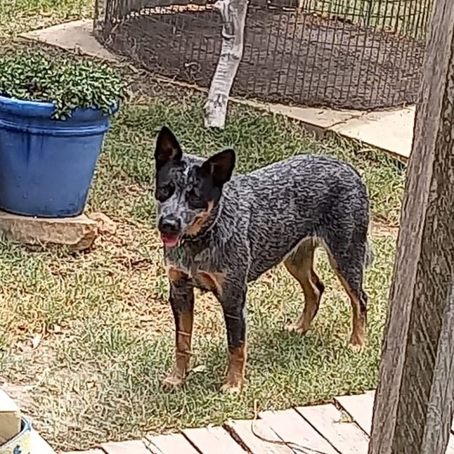 Tish - Medium Female Blue Heeler Mix Dog in QLD - PetRescue