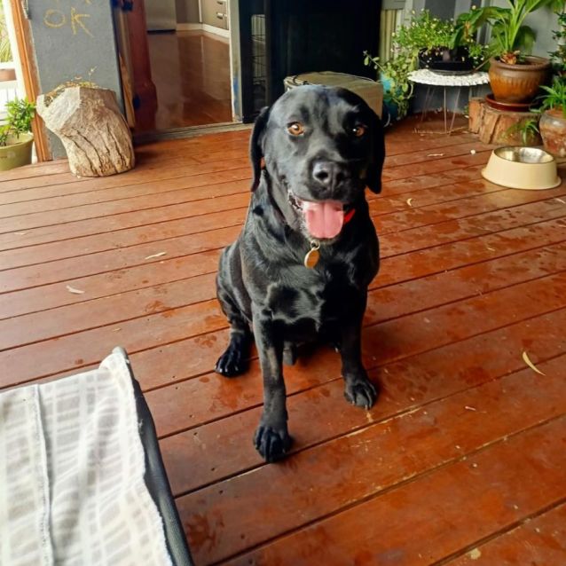 Murphy - Large Male Labrador Dog in VIC - PetRescue