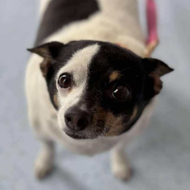 Shrew - Small Male Chihuahua x Fox Terrier Dog in VIC - PetRescue