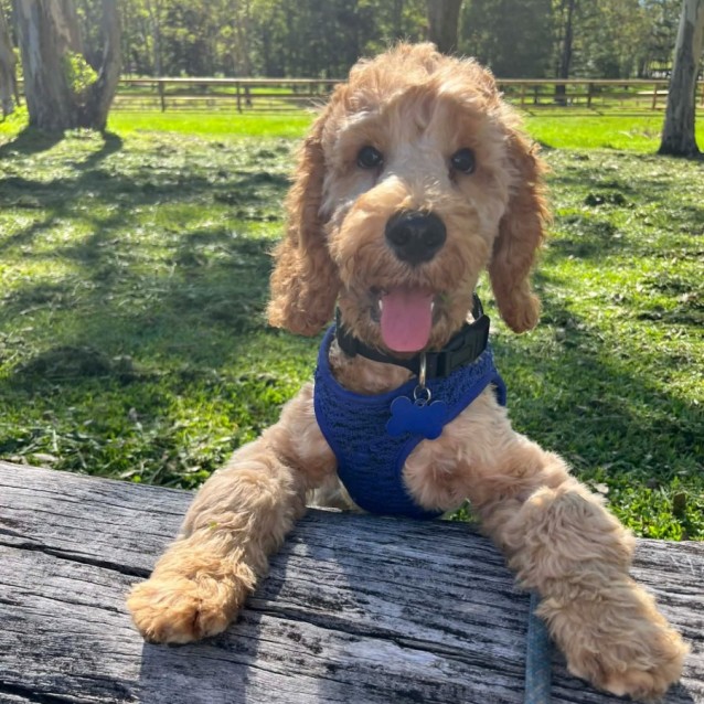 Cooper - Medium Male Poodle x Cocker Spaniel Mix Dog in QLD - PetRescue