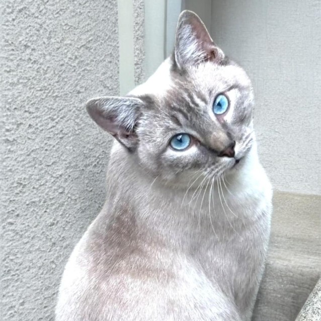 Linus - Male Domestic Short Hair Cat in QLD - PetRescue