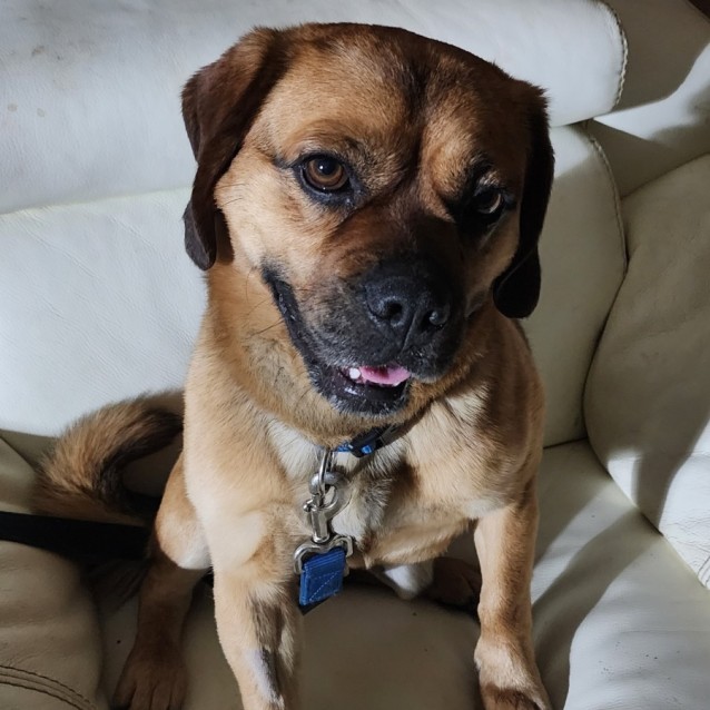 Beabug - Small Male Pug x Beagle Mix Dog in VIC - PetRescue