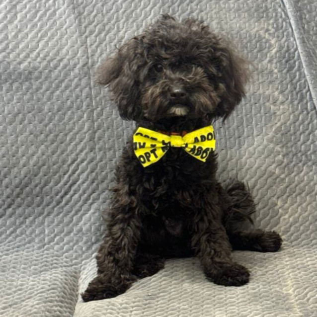 Levi - Small Male Poodle (Toy) x Cavalier King Charles Spaniel Dog in ...