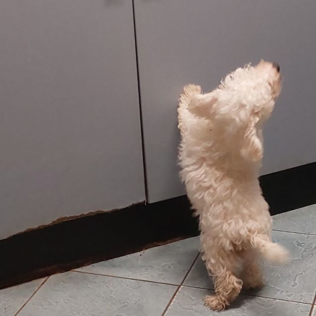 Alvin - Small Male Bichon Frise Mix Dog in NSW - PetRescue