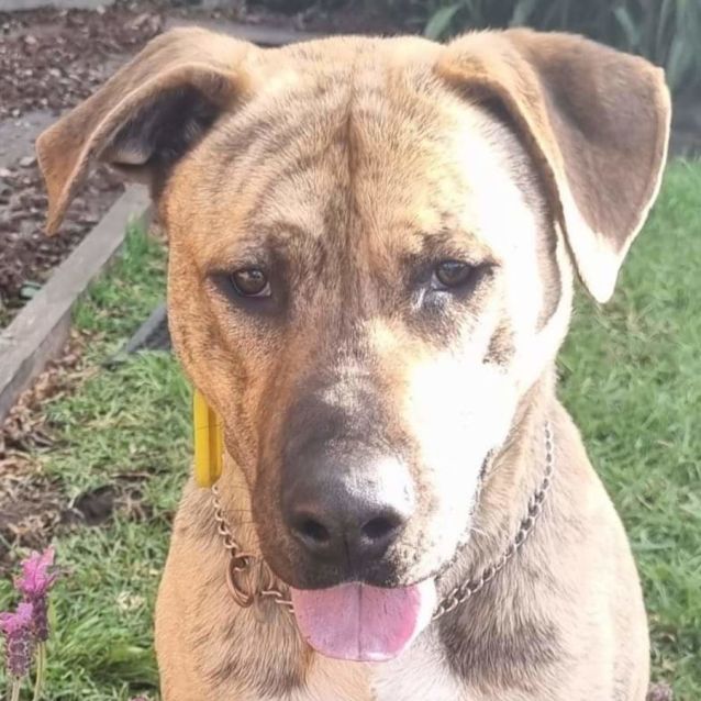 Mister - Large Male Shar-Pei x Bull Arab Mix Dog in VIC - PetRescue