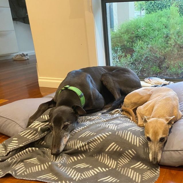 Devo - Medium Male Whippet Dog in VIC - PetRescue