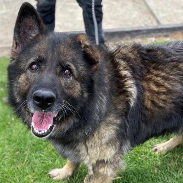 Misha - Large Female German Shepherd Dog in VIC - PetRescue