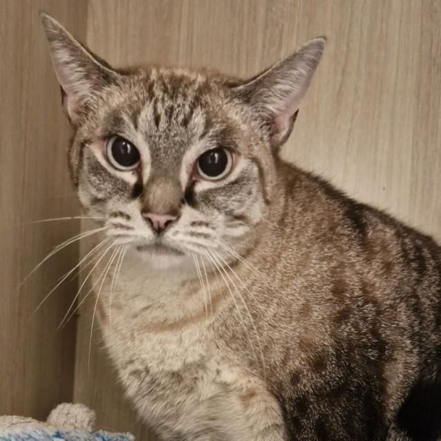 C1498 Bernie - Female Siamese Mix Cat in NSW - PetRescue