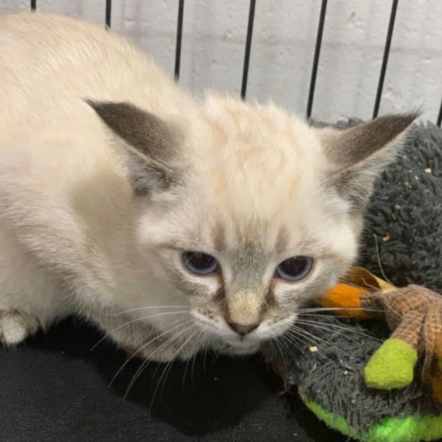 Tilly - Female Domestic Short Hair Cat in QLD - PetRescue