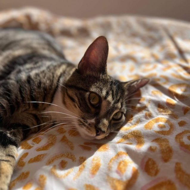 Becky Beckett - Female Domestic Short Hair Cat in NSW - PetRescue