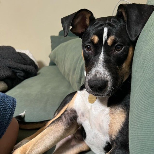 Flanders - Medium Male Staffordshire Bull Terrier Mix Dog in VIC ...