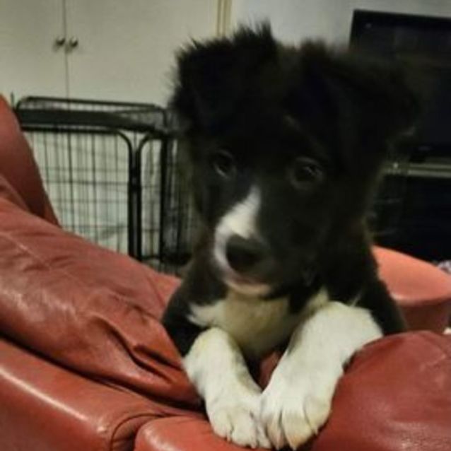 Flynn - Medium Male Border Collie Dog in VIC - PetRescue
