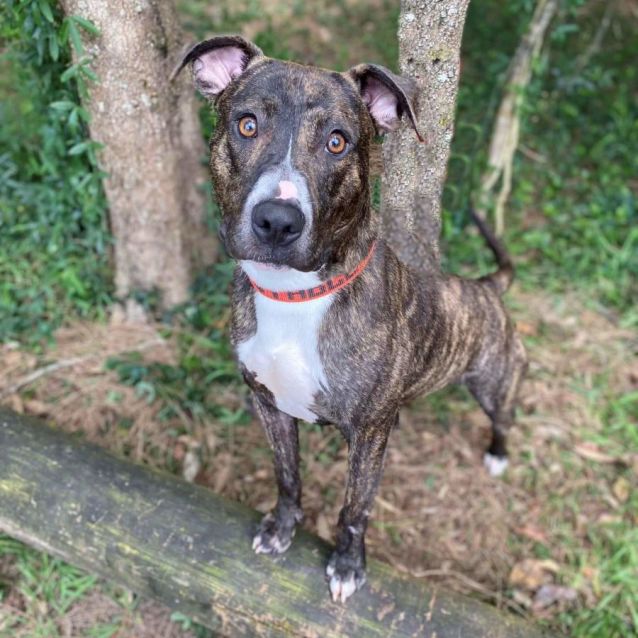 Tiger - Medium Male Staffy Mix Dog in NSW - PetRescue