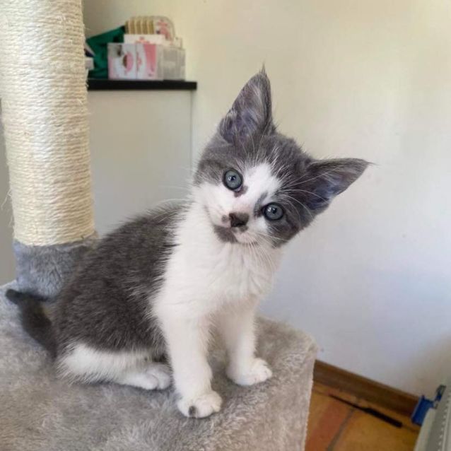Bunty - Male Domestic Short Hair Cat in VIC - PetRescue