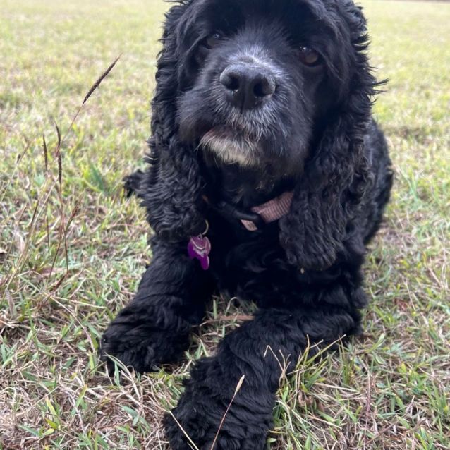 Rosie - Medium Female Cocker Spaniel, American Mix Dog in QLD - PetRescue