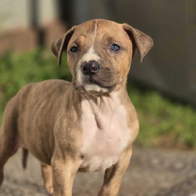 Calippo - Large Female Ridgeback Mix Dog in VIC - PetRescue